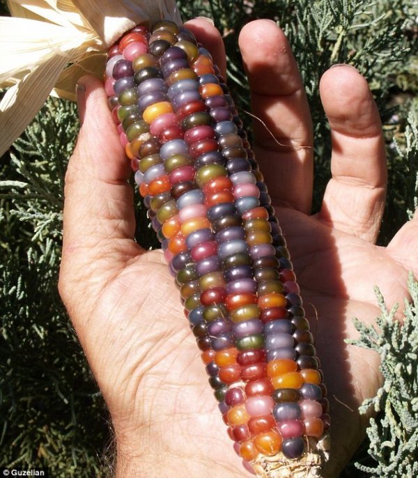 ¿Has visto mazorcas de cristal de colores?_Spanish.china.org.cn_中国最权威的 ...
