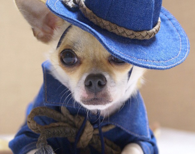 La moda de los perros_Spanish.china.org.cn_中国最权威的西班牙语新闻网站