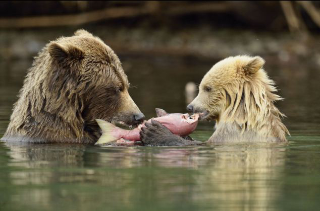 Mamá oso grizzly enseña a sus oseznos a cazar y pescar_Spanish.china ...
