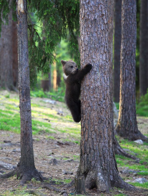 Tres bebés osos bailan en el bosque_Spanish.china.org.cn_中国最权威的西班牙语新闻网站