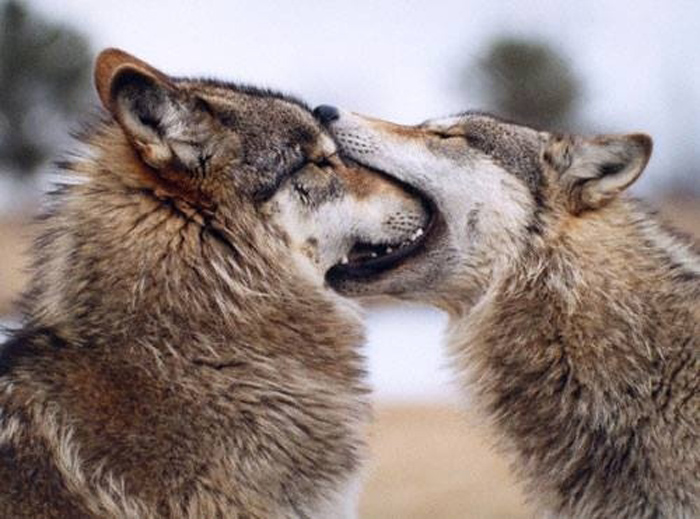 ¡Lobos pueden ser adorables!_Spanish.china.org.cn_中国最权威的西班牙语新闻网站