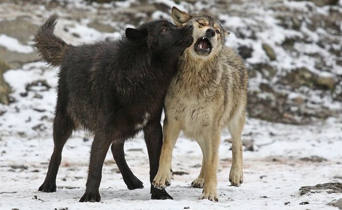 ¡Lobos pueden ser adorables!_Spanish.china.org.cn_中国最权威的西班牙语新闻网站