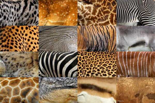 ¿Para qué sirven las rayas y manchas de los animales?_Spanish.china.org ...