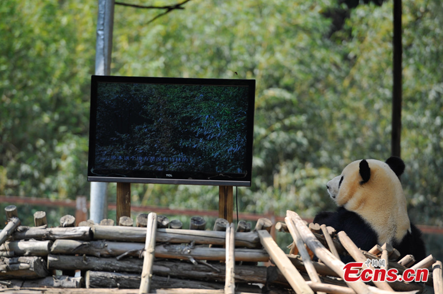 Televisor anima el oso panda deprimido_Spanish.china.org.cn_中国最权威的西班牙语新闻网站