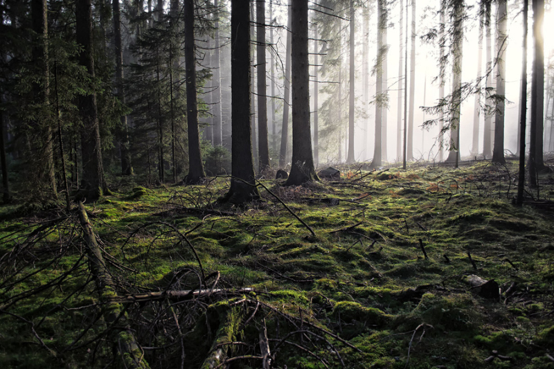 El fascinante encuentro de la luz y el bosque_Spanish.china.org.cn_中国最 ...