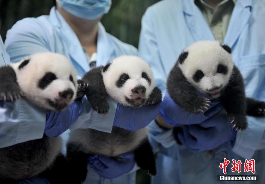 Pandas Recien Nacidos