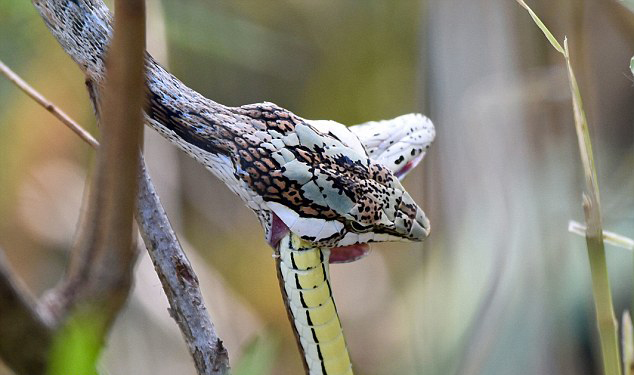 Momentos increíble de una serpiente devorando a otra_Spanish.china.org ...