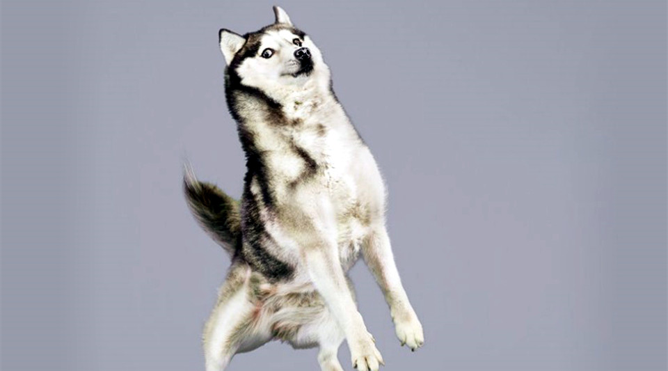 Fotos colecciones de perros 'volando'_Spanish.china.org.cn_中国最权威的西班牙语新闻网站