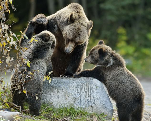 Oso mamá enseña a sus oseznos a cazar y pescar_Spanish.china.org.cn_中国最 ...