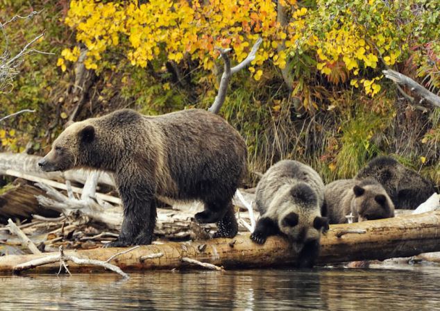 Oso mamá enseña a sus oseznos a cazar y pescar_Spanish.china.org.cn_中国最 ...