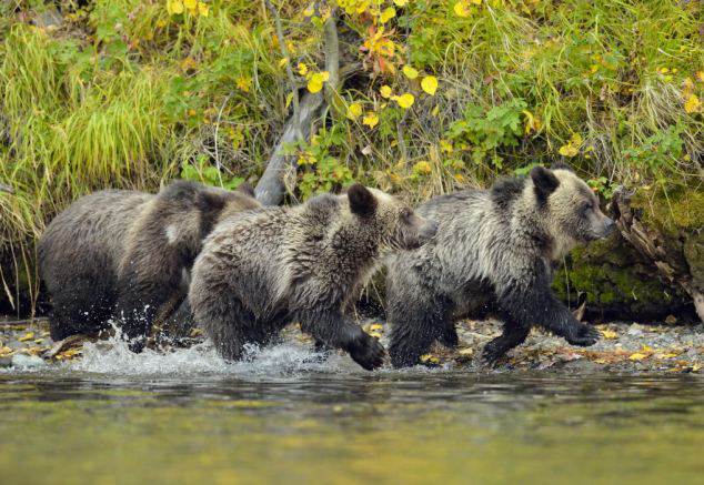 Oso mamá enseña a sus oseznos a cazar y pescar_Spanish.china.org.cn_中国最 ...
