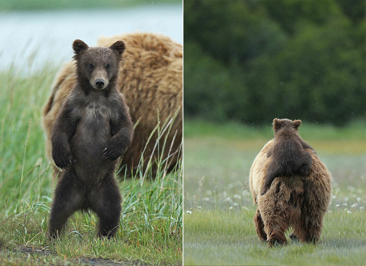 Dos cachorros de oso y su mamá_Spanish.china.org.cn_中国最权威的西班牙语新闻网站
