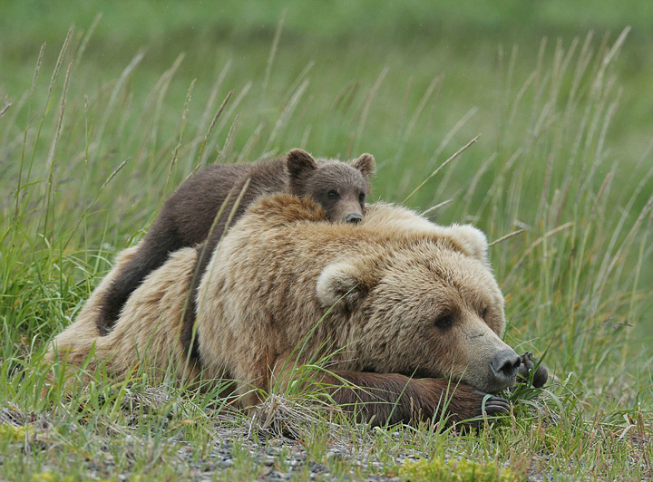 Dos cachorros de oso y su mamá_Spanish.china.org.cn_中国最权威的西班牙语新闻网站