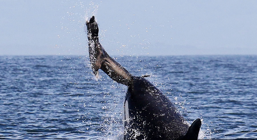 Orca captura a una foca_Spanish.china.org.cn_中国最权威的西班牙语新闻网站