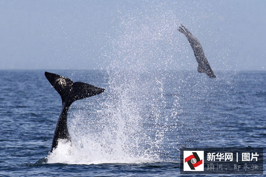 Orca captura a una foca_Spanish.china.org.cn_中国最权威的西班牙语新闻网站