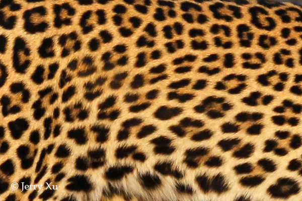 Rayas y manchas hermosas de los animales_Spanish.china.org.cn_中国最权威的西班牙 ...