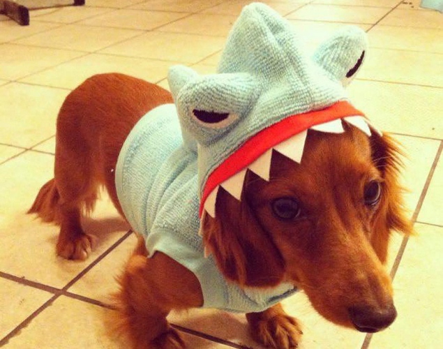 Las adorables mascotas también participan en la semana del tiburón ...