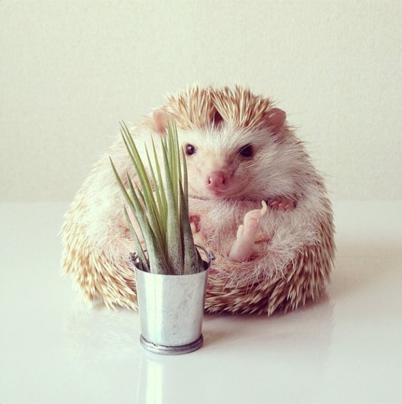 ¿Sabes que el erizo puede ser tierno y adorable?_Spanish.china.org.cn ...