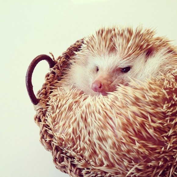 ¿Sabes que el erizo puede ser tierno y adorable?_Spanish.china.org.cn ...