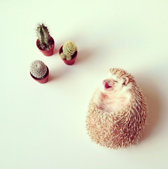 ¿Sabes que el erizo puede ser tierno y adorable?_Spanish.china.org.cn ...