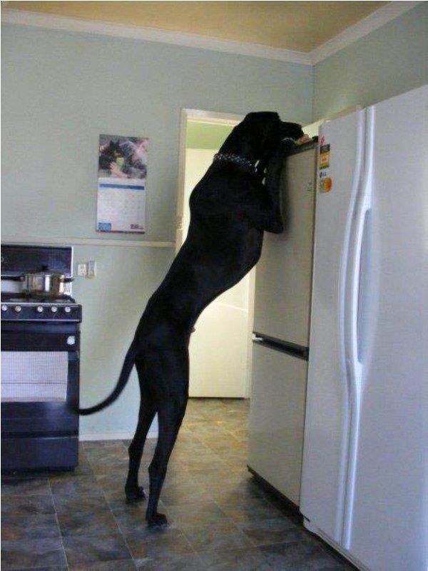 Soy gigante, pero soy simpático_Spanish.china.org.cn_中国最权威的西班牙语新闻网站