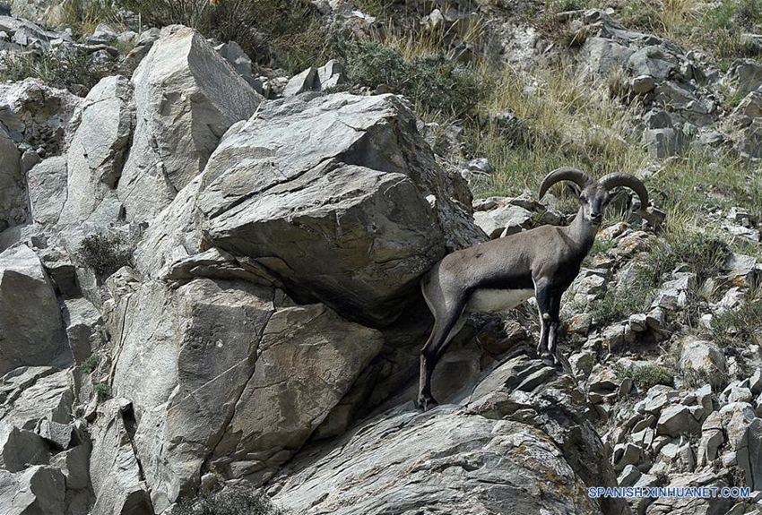 Oveja azul en Montaña Helan_Spanish.china.org.cn_中国最权威的西班牙语新闻网站