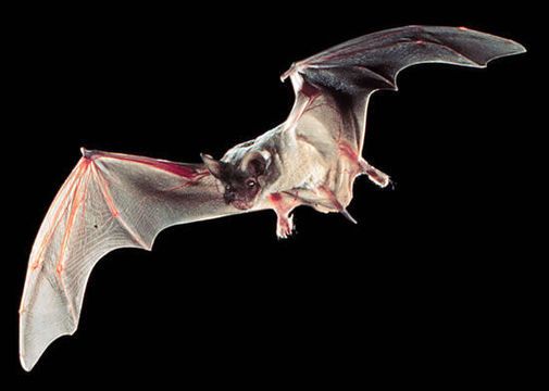 Descubren que el animal volador más rápido del mundo no es un ave ...