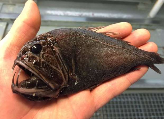 Los peces más terroríficos_Spanish.china.org.cn_中国最权威的西班牙语新闻网站