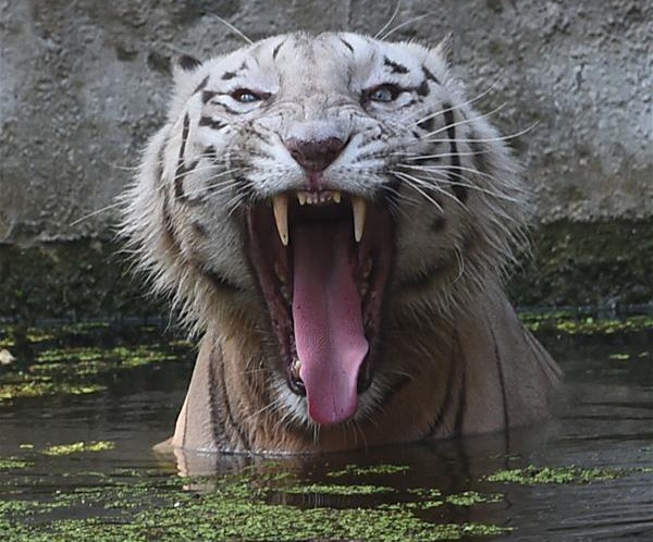 Tigre blanco en Zoológico de Alipore en Calcuta_Spanish.china.org.cn_中国 ...