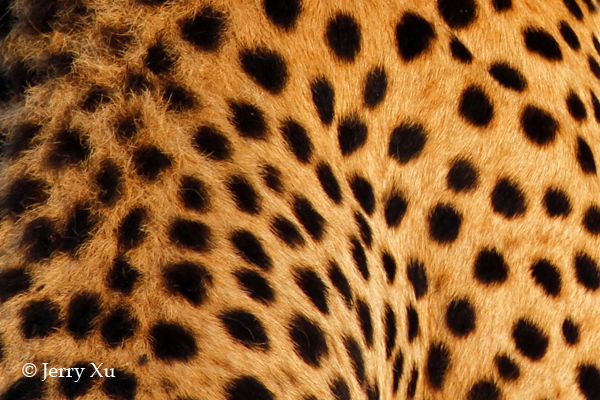 Impresionantes rayas y manchas naturales de los animales_Spanish.china ...