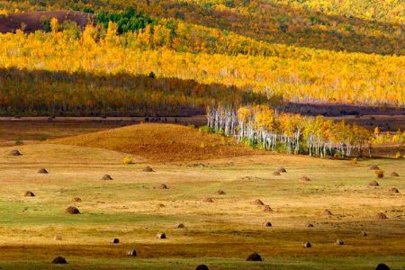 Daxinganling primitive forest in autumn - China.org.cn