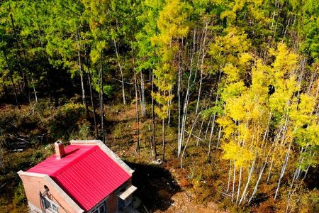 Daxinganling primitive forest in autumn - China.org.cn