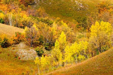 Daxinganling primitive forest in autumn - China.org.cn