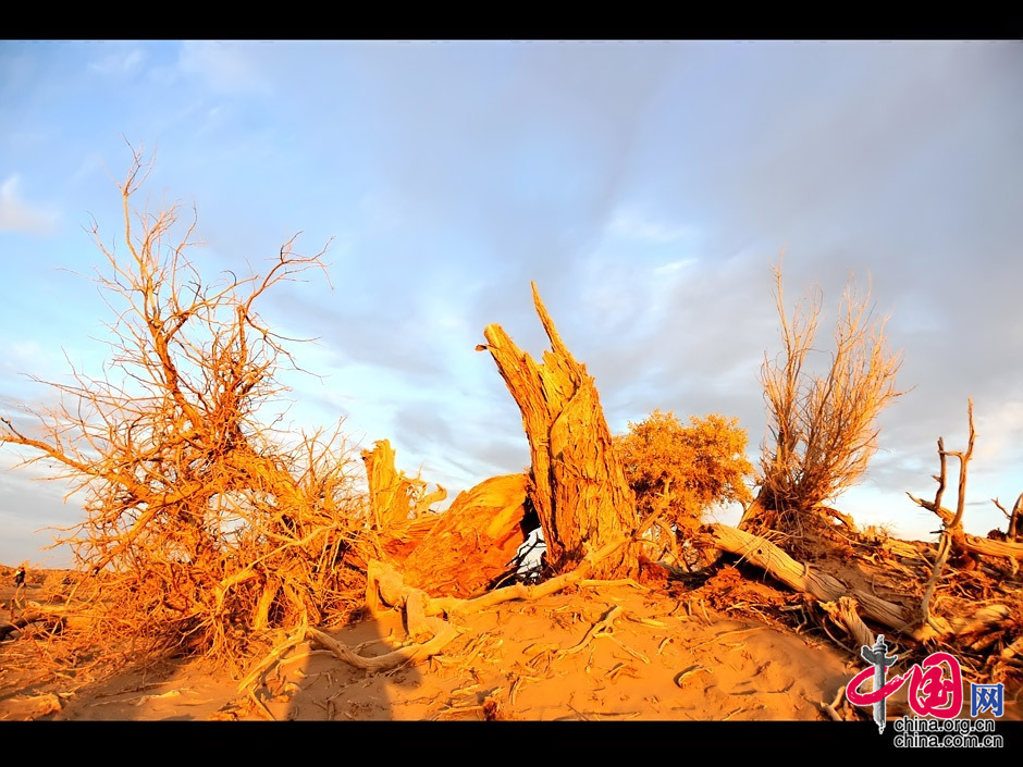 Amazing scenery from Ejin Diversifolius Poplar Forest - China.org.cn