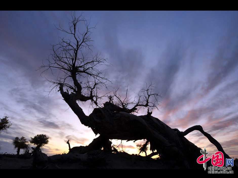 Amazing scenery from Ejin Diversifolius Poplar Forest - China.org.cn