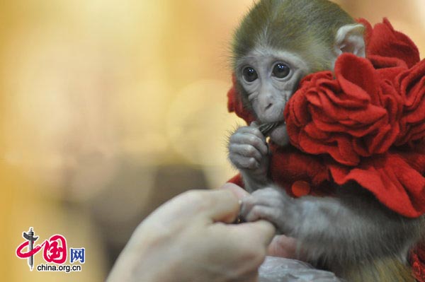 Cute Baby Monkeys In Clothes