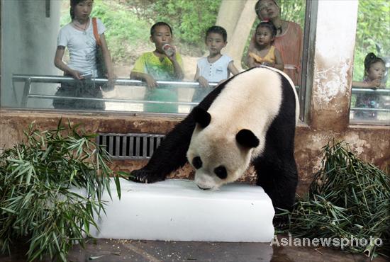 Ice blocks help pandas cool down - China.org.cn