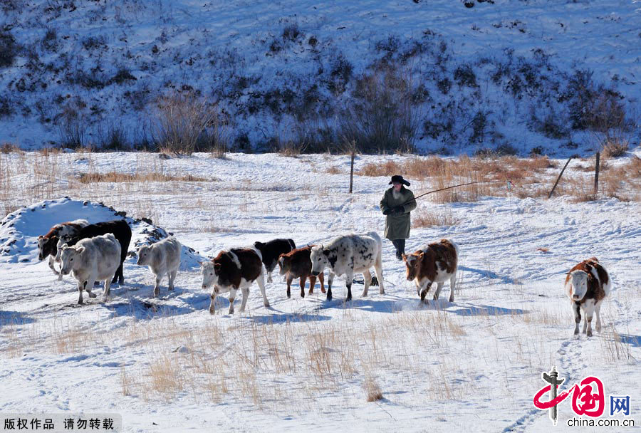 Picturesque scenery of Bashang in winter - China.org.cn