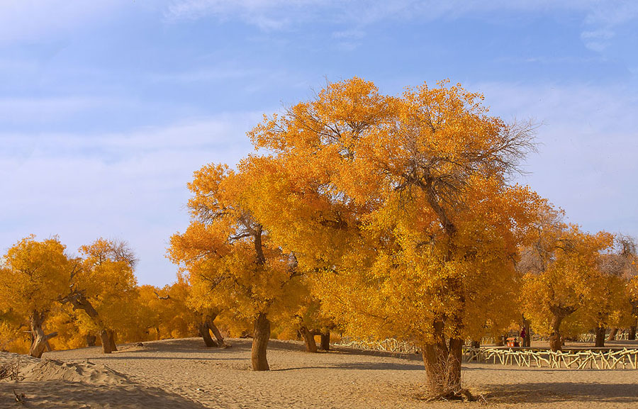 Enjoy the poplar trees in Inner Mongolia | China Reise, China Rundreisen