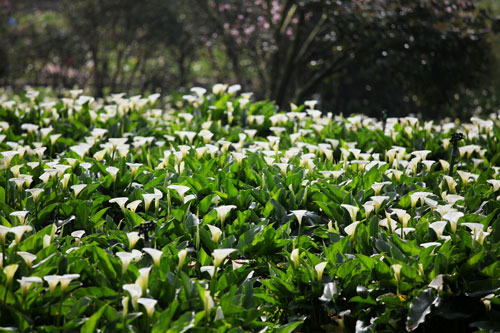 Visitors flock to see Lily of the Nile in full bloom - China.org.cn