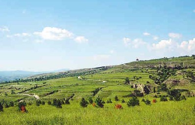 New Shanxi forest fends off sandstorms - China.org.cn