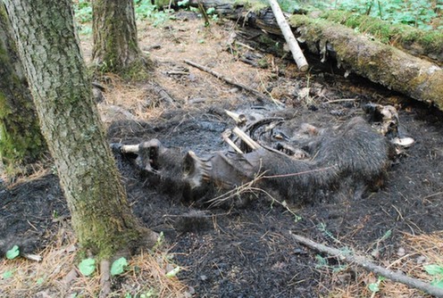 Bear poachers arrested - China.org.cn
