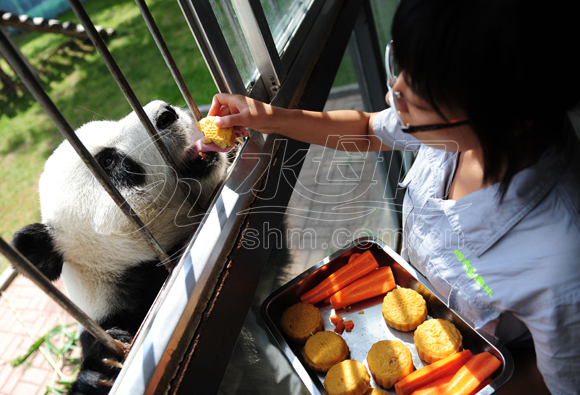 Special mooncakes prepared for panda in Yantai- China.org.cn