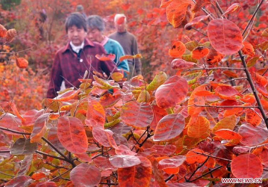 Tourists enjoy autumn red leaves in Changshou Mountain - China.org.cn