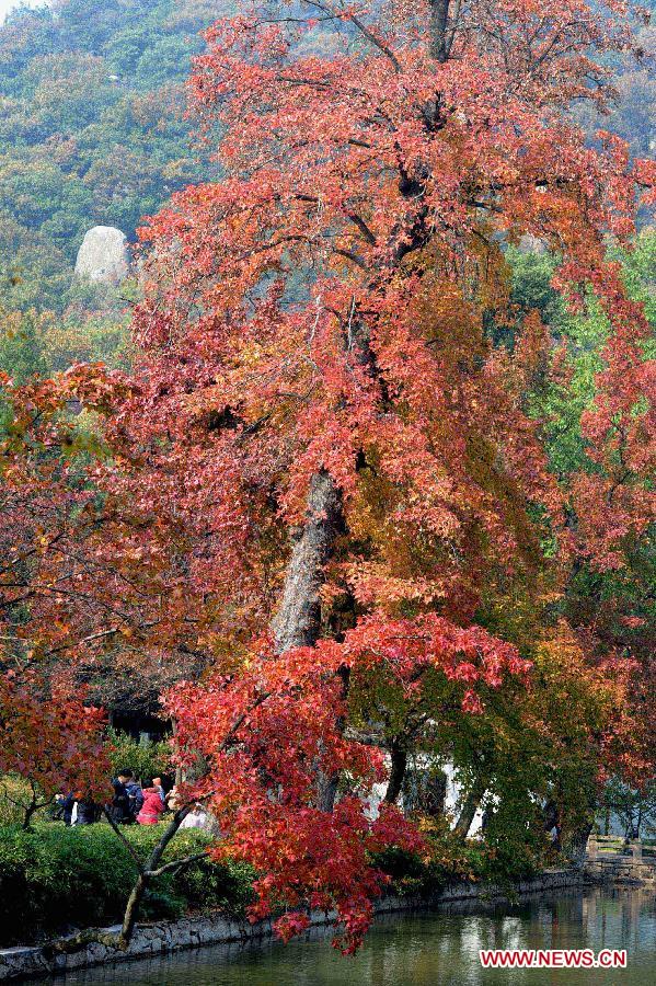 Colorful maple leaves at Tianping Mountain - China.org.cn