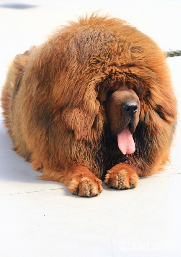 Famous Tibetan mastiffs exhibited in Beijing - China.org.cn