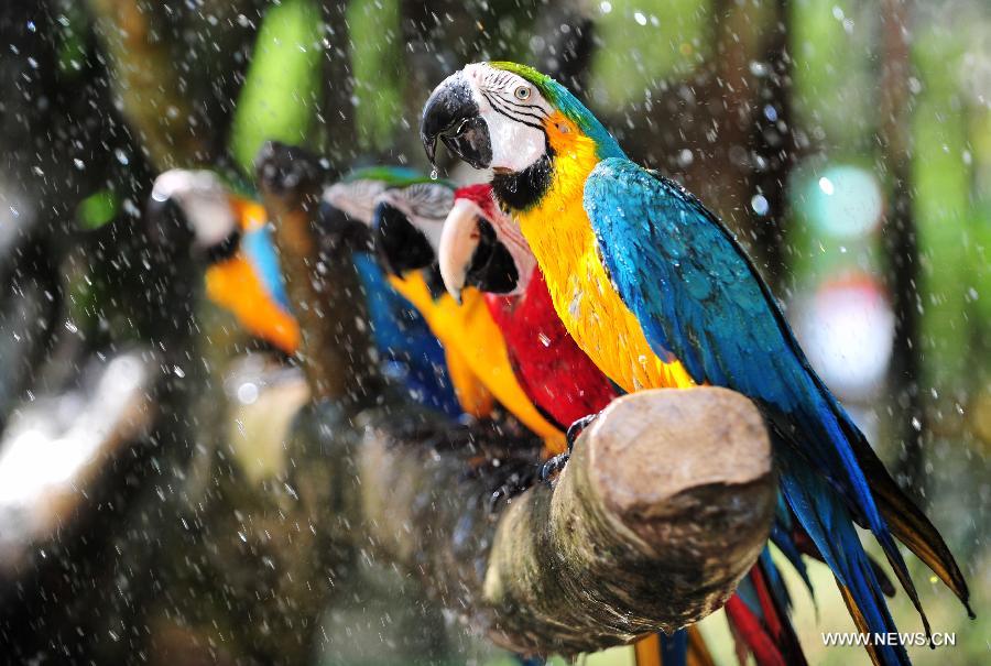 Zookeepers cool down animals in Fuzhou - China.org.cn