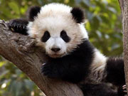 iPanda.com broadcasts 'Giant Panda Channel' to the world - China.org.cn
