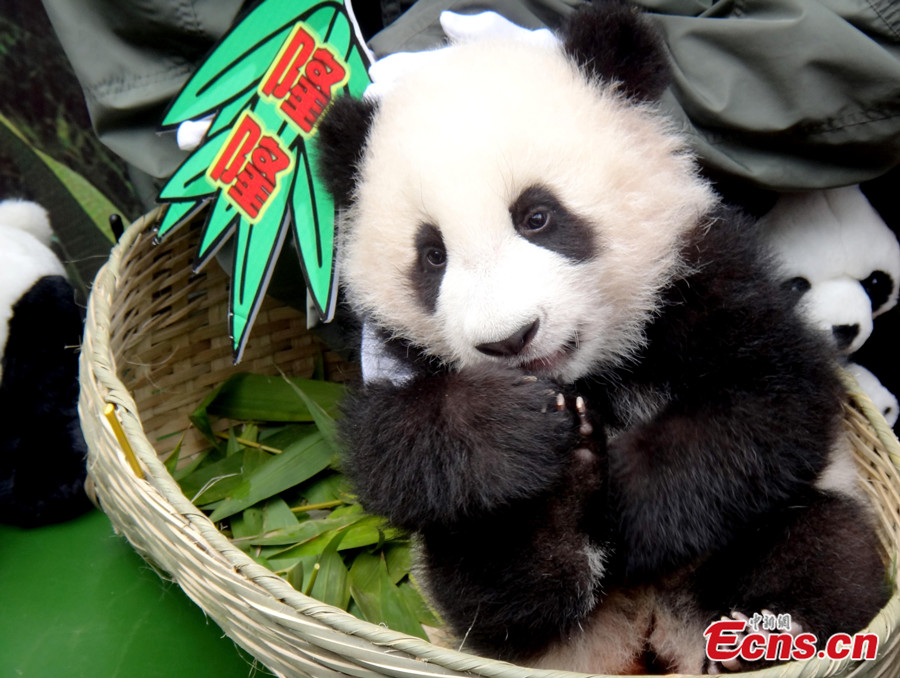 Guangdong's first native-born panda gets name - China.org.cn