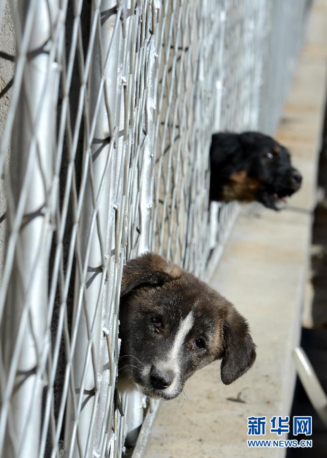 Lhasa sets up shelter for stray dogs - China.org.cn